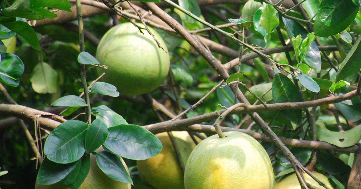 shiatoshi: POMELO SEED GERMINATION & HEALTH BENEFITS