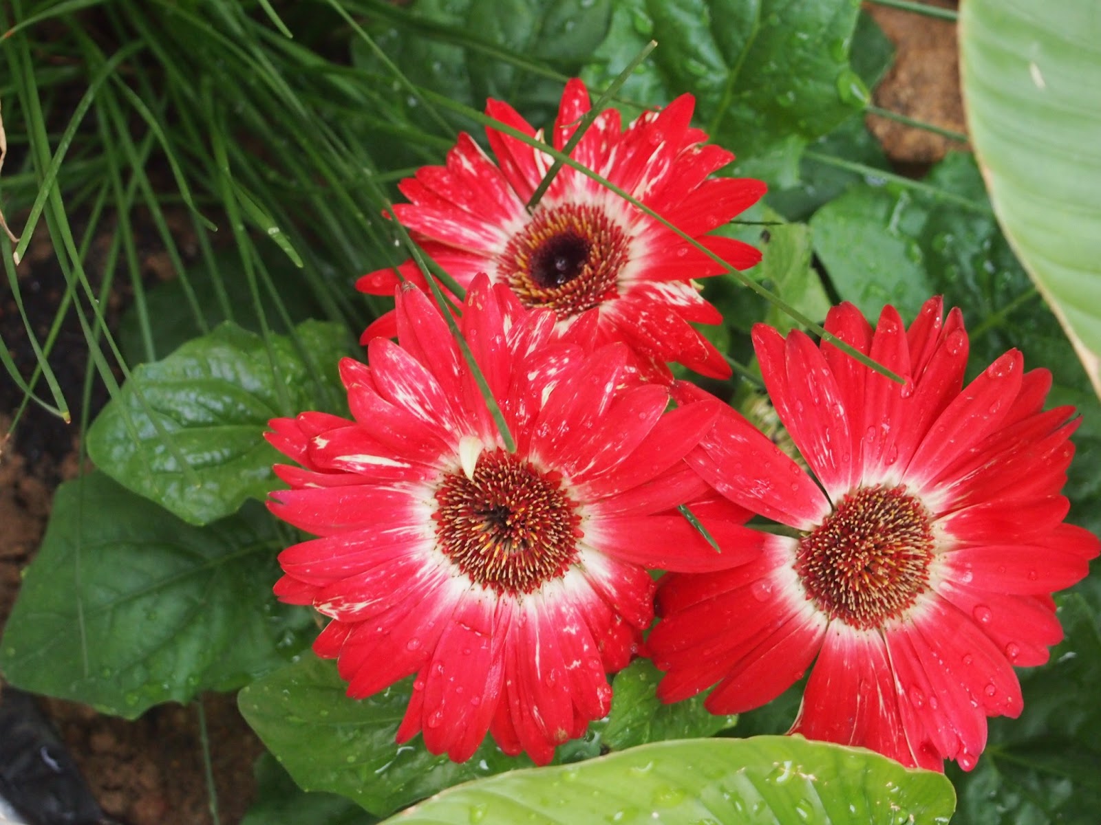 puteri manja: Koleksi bunga-bungaan