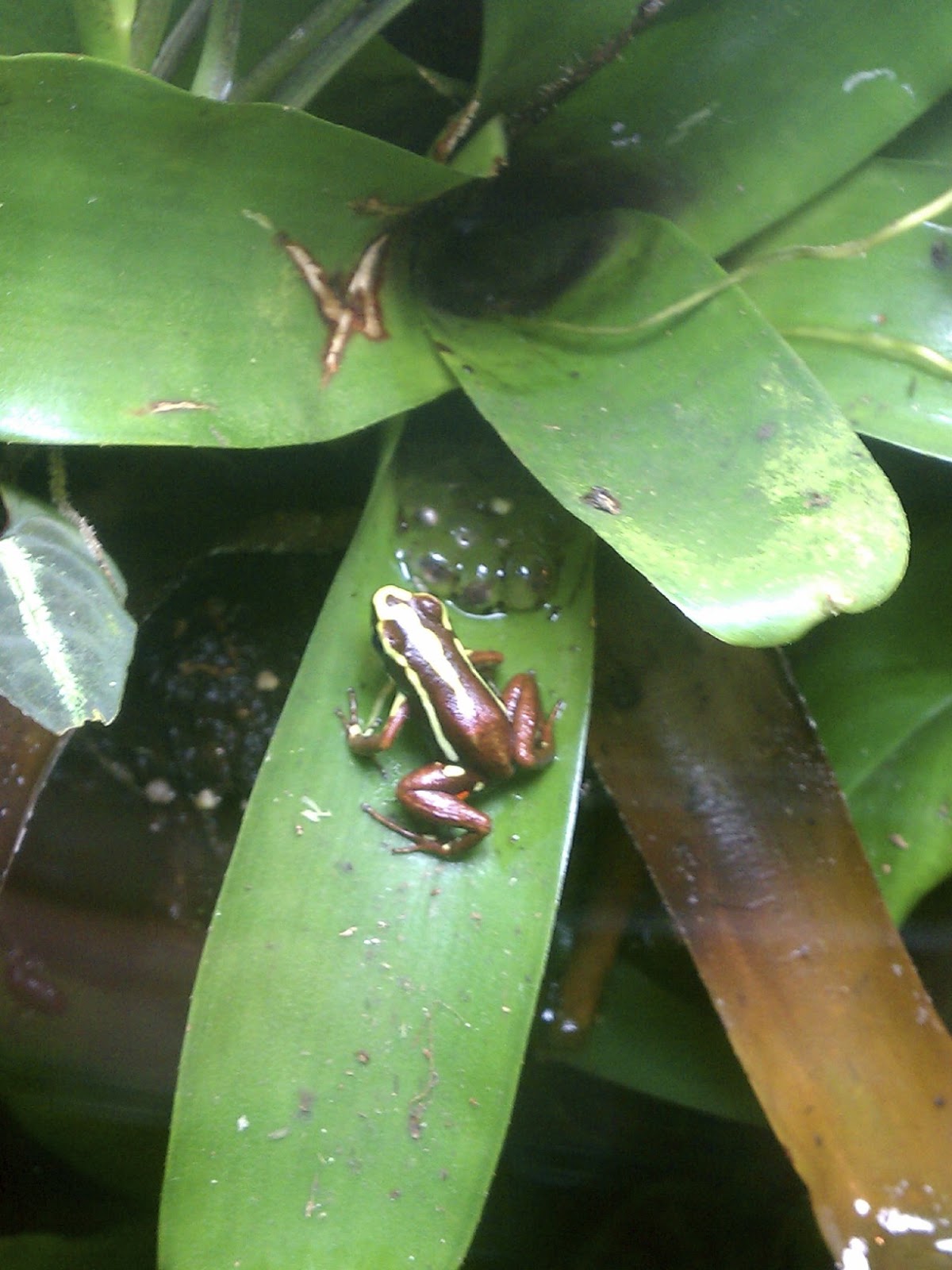Counted a total of 13 frogs sheltering in this Quesnelia marmorata : r ...