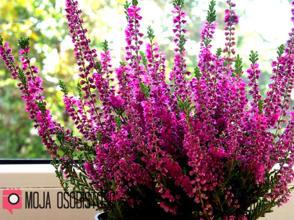 WRZOSY W DOMU | Moja Osobistoscpomid