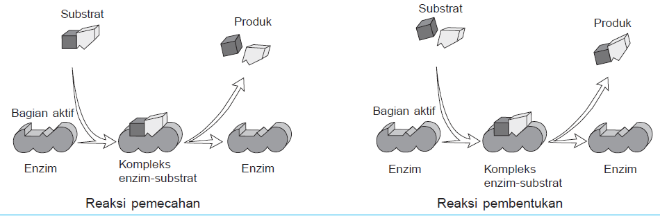 Sifat-Sifat Enzim | All About Biology