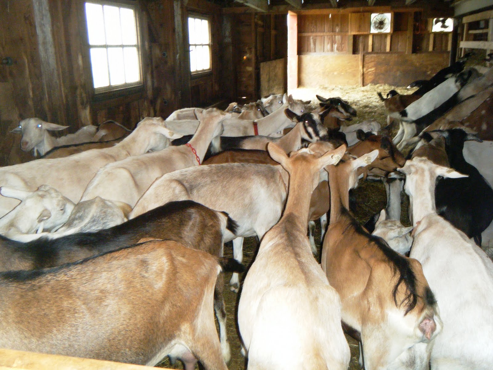 THE GOAT BORROWER: Beekman 1802 and Lots of Goats