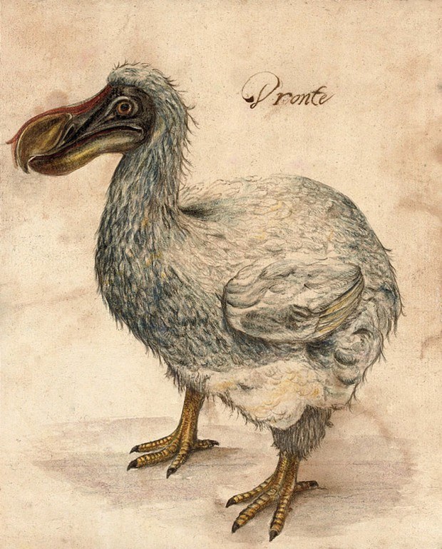 Dodo animal extinto. - Fatos Intrigantes