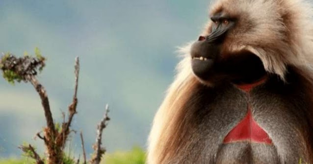 Bill the Butcher: From The Baboon Chronicles