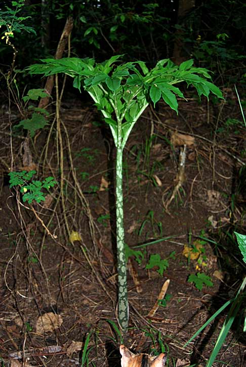 Elephant Yam or Pongapong flower