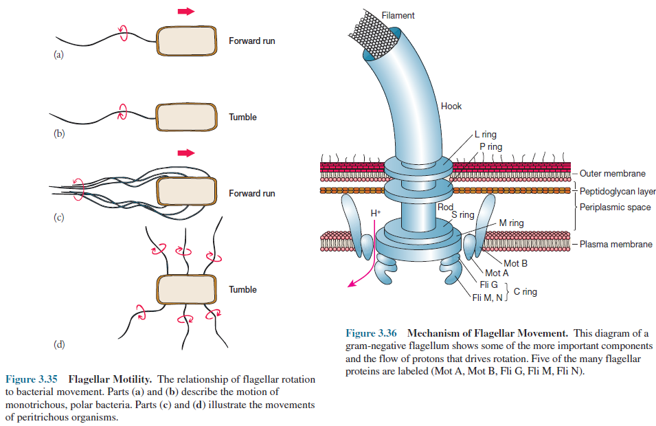 Microbiology Notes: Bacterial Cell Structure and Function