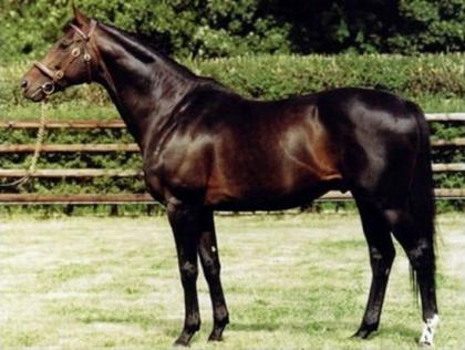 Turfe e Élevage: Manduro e Shirocco