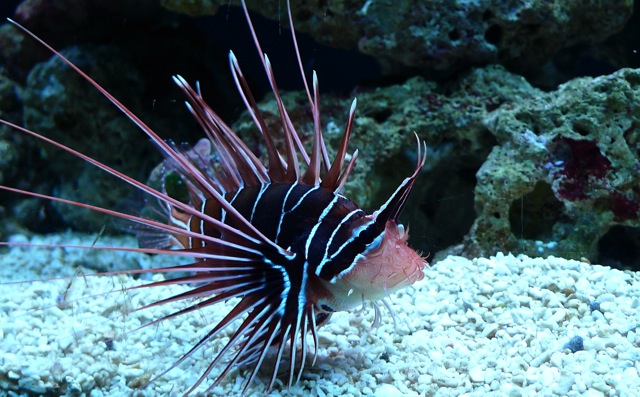 Year of the Labbit: Labbit Travels: Seattle Aquarium
