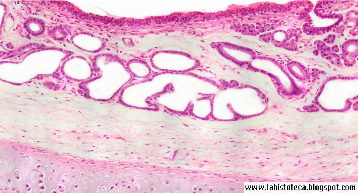 LA HISTOTECA: TRÁQUEA #25