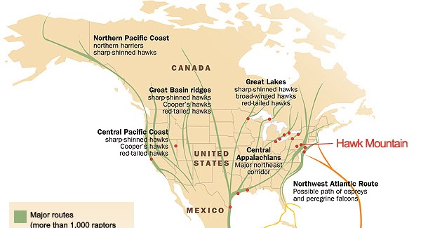 The Raptor Center: Great raptor migration information site