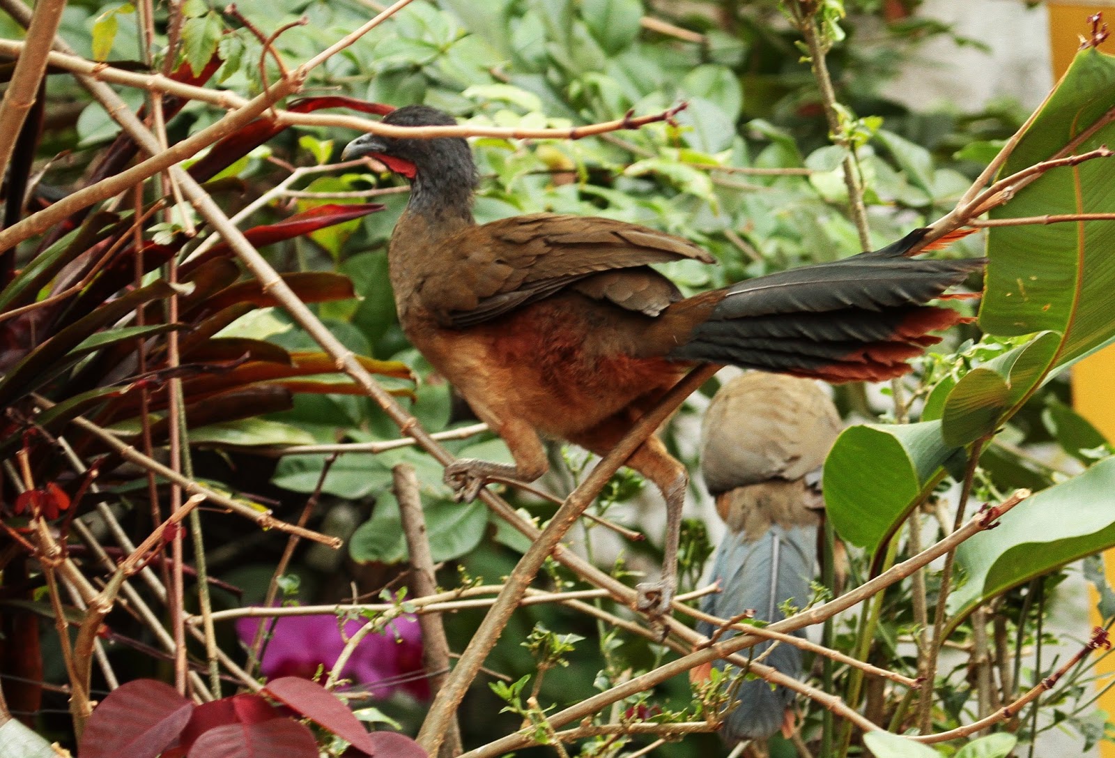 Nuestro bello mundo...: Rufous-vented Chachalaca, Ortalis ruficauda ...