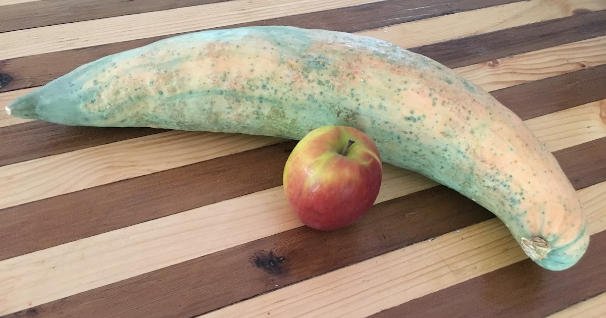 VegHeadz: Ancient Squash