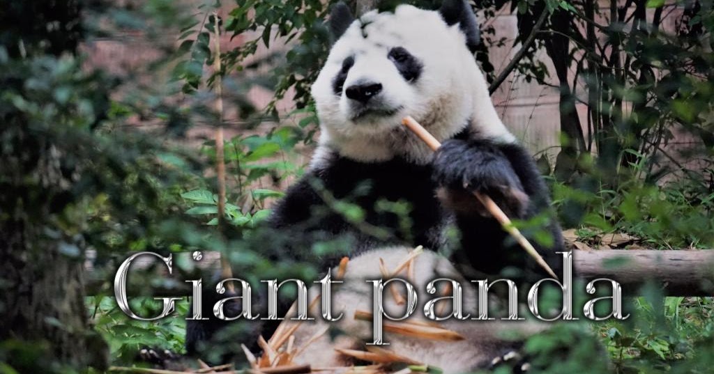 14 Fun Facts About Giant Pandas