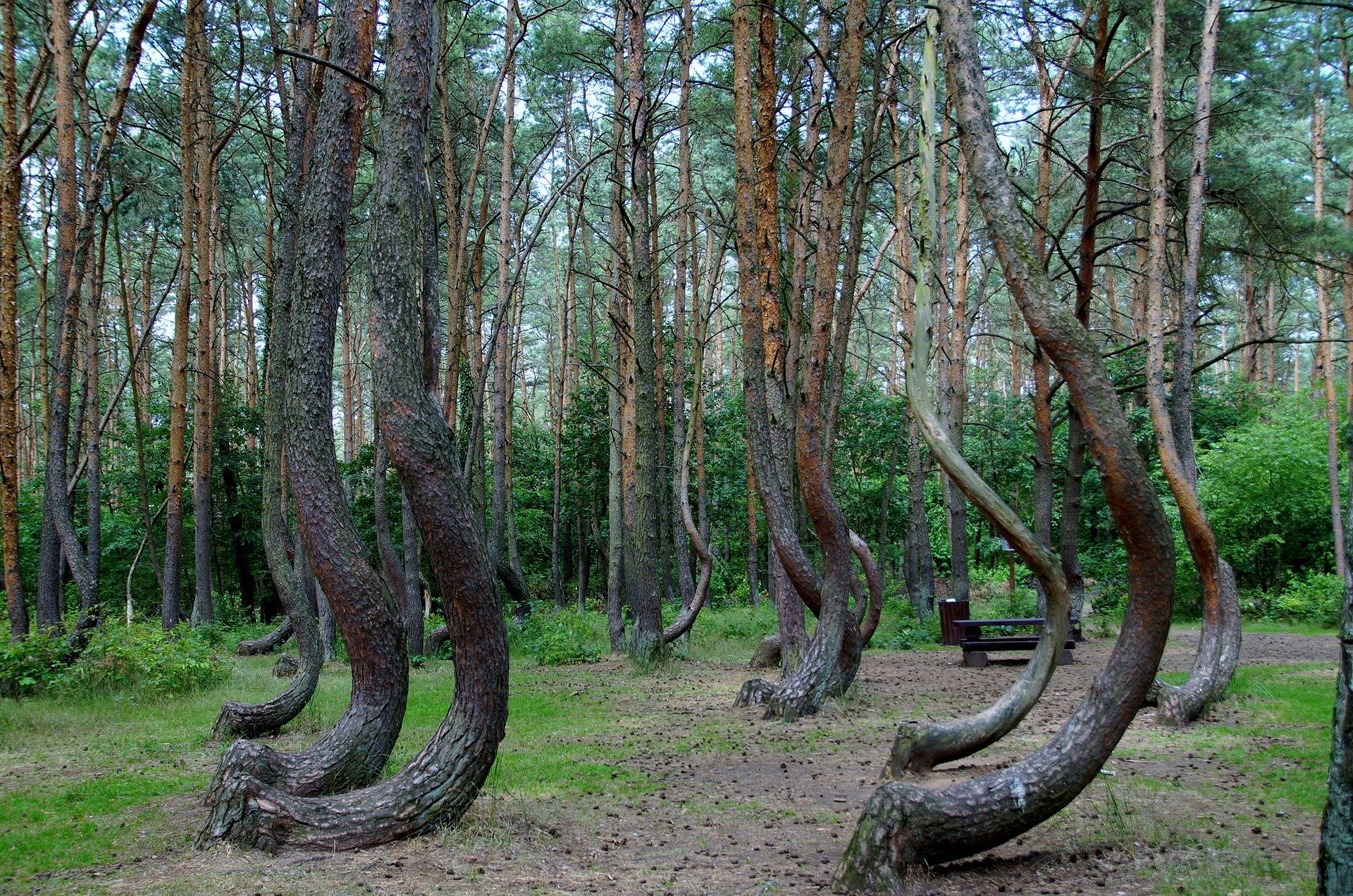 Crooked Forest of Poland - Still a Mystery