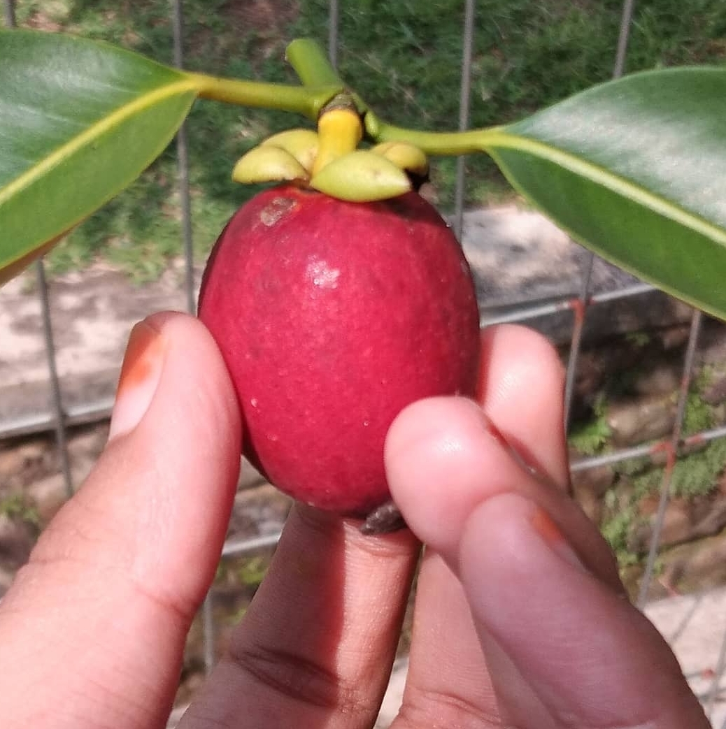 ciri ciri daun pokok manggis - ColbytaroCollier