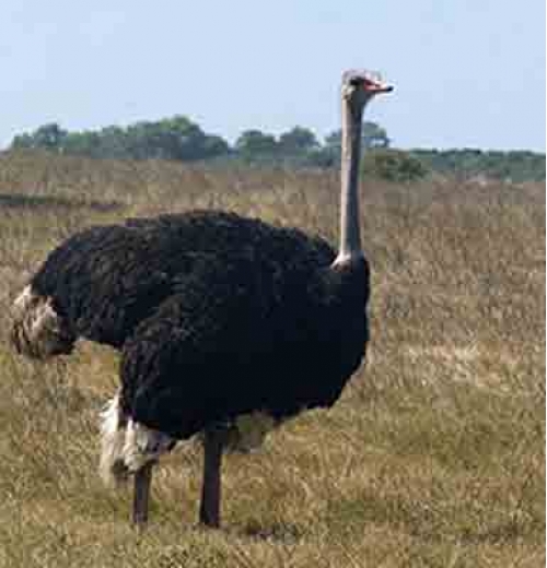 The Plural Of Hyena: Fat Birds