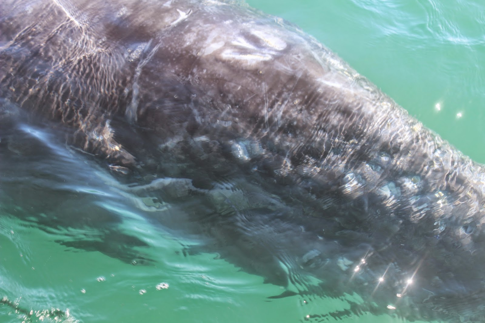 Pacific Gray Whales: The Sequel – Kristy McCaffrey