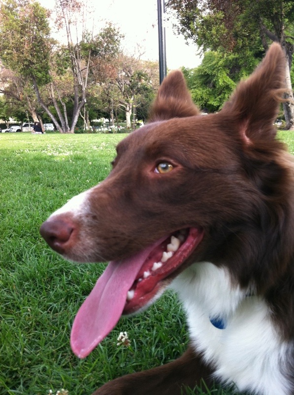 Peludo Y Yo: Un chupi: la peludez máxima