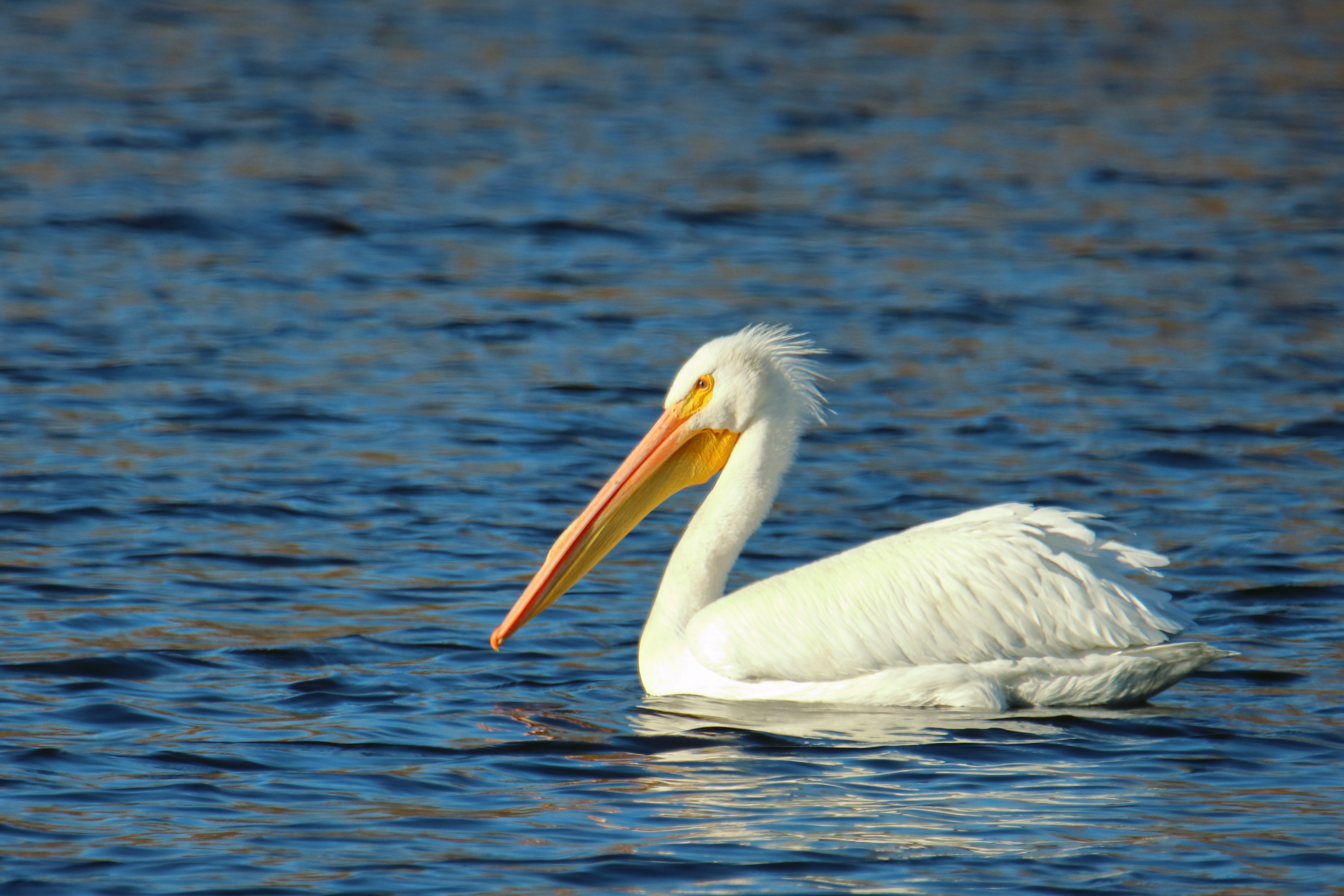 Quarry Lakes Regional Recreation Area