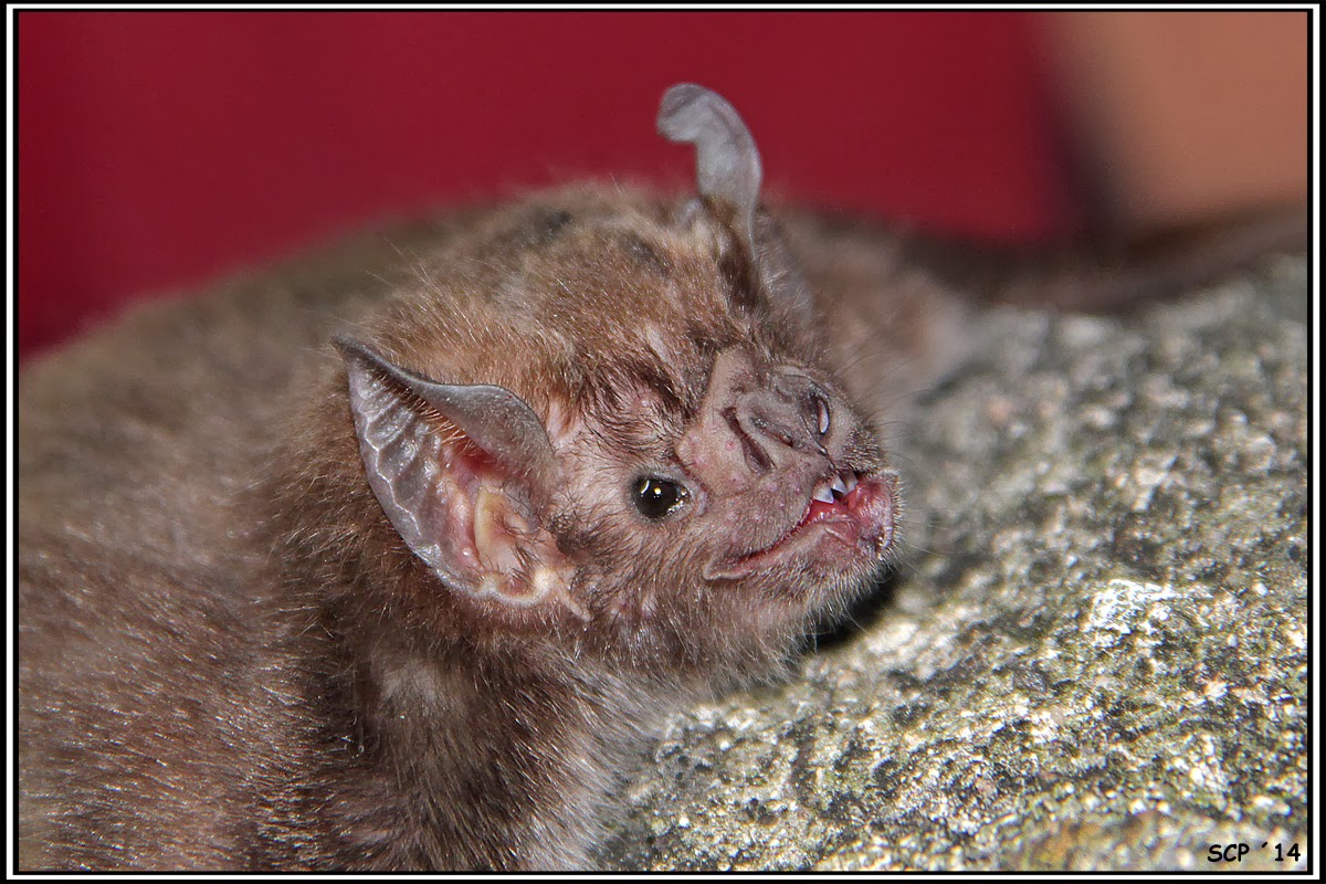 Galería Mamíferos: febrero 2014