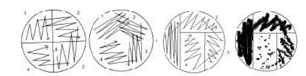 Cara Isolasi Mikroorganisme