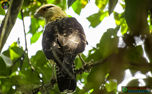 Jardín de Aves: Pigua