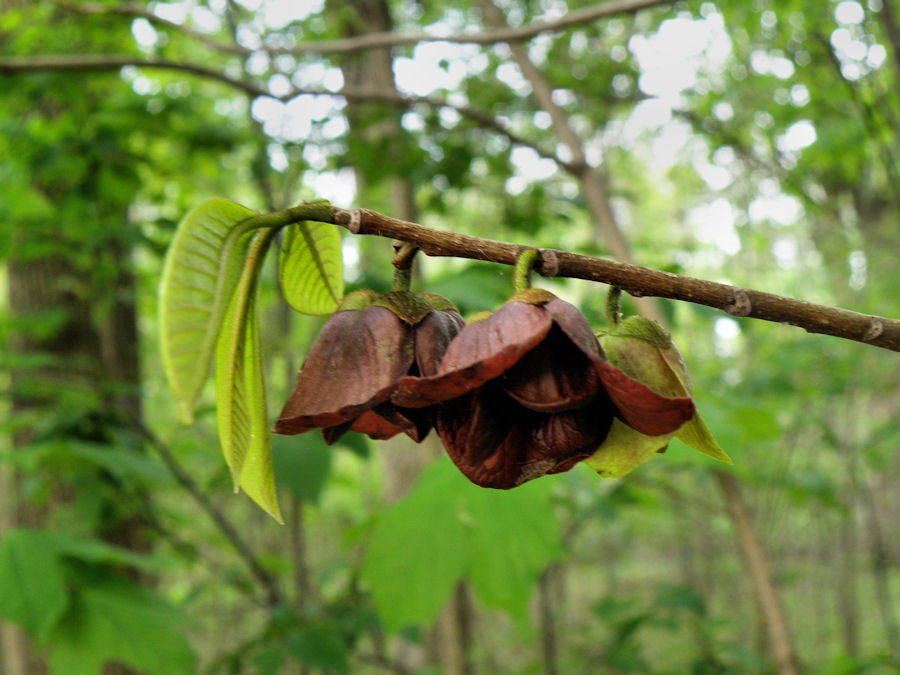 Hoosier Safari: Indiana Bananas in Bloom