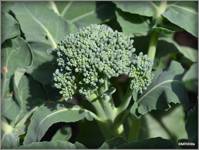 Mark's Veg Plot: The end of the Hungry Gap