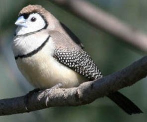 Bird Pictures and Information