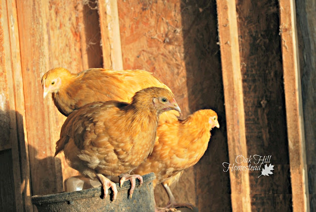 What You Need to Know about Chickens, and Some Chicken FAQs - Oak Hill ...