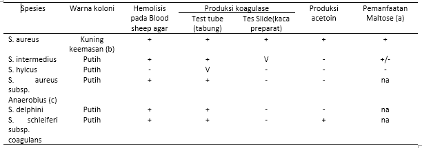 Bakteri Staphylococus sp.pada Hewan (Mikrobiologi) - Mydokterhewan