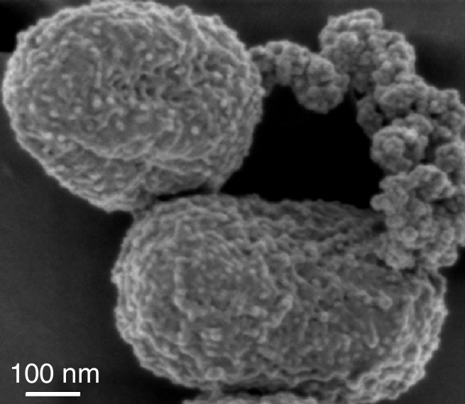 BacterioFiles - the Microbiology Podcast for Microbe Lovers