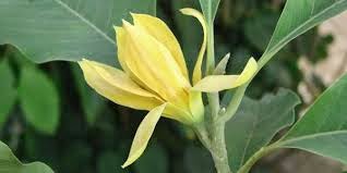 Naskah: Bungong Jeumpa Aceh (Bunga Cempaka)