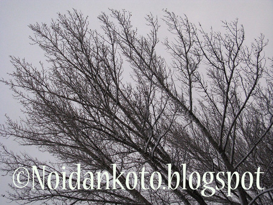 Noidankoto; Valkosipulia ja Salviaa: Haapa (Populus Tremula)