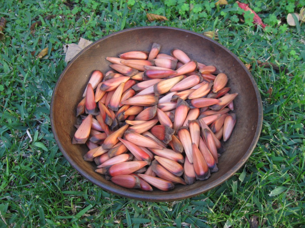 Comidas con historias: LEYENDA DE LOS PIÑONES DE ARAUCARIA