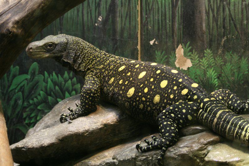 Trabajar en el zoo: Cuidados del Varanus salvadorii