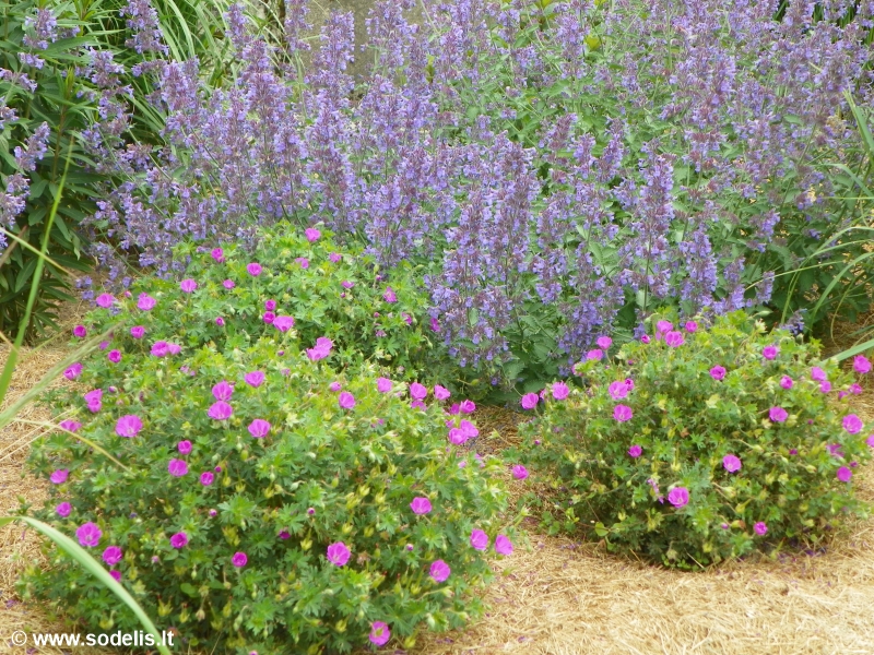 sodelis.lt: Patikimieji: snapučiai 'Rozanne' ir 'Max Frei'