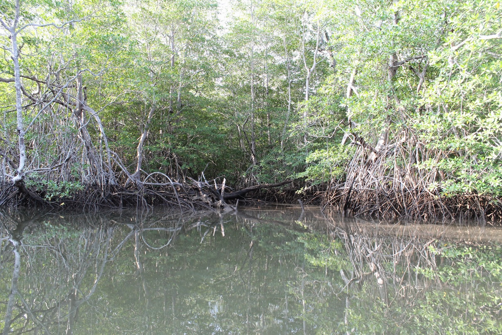 Costa Rica Scavenger Hunt....: 2014