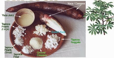 Taino ~ Indigenous People of the Caribbean: 2014