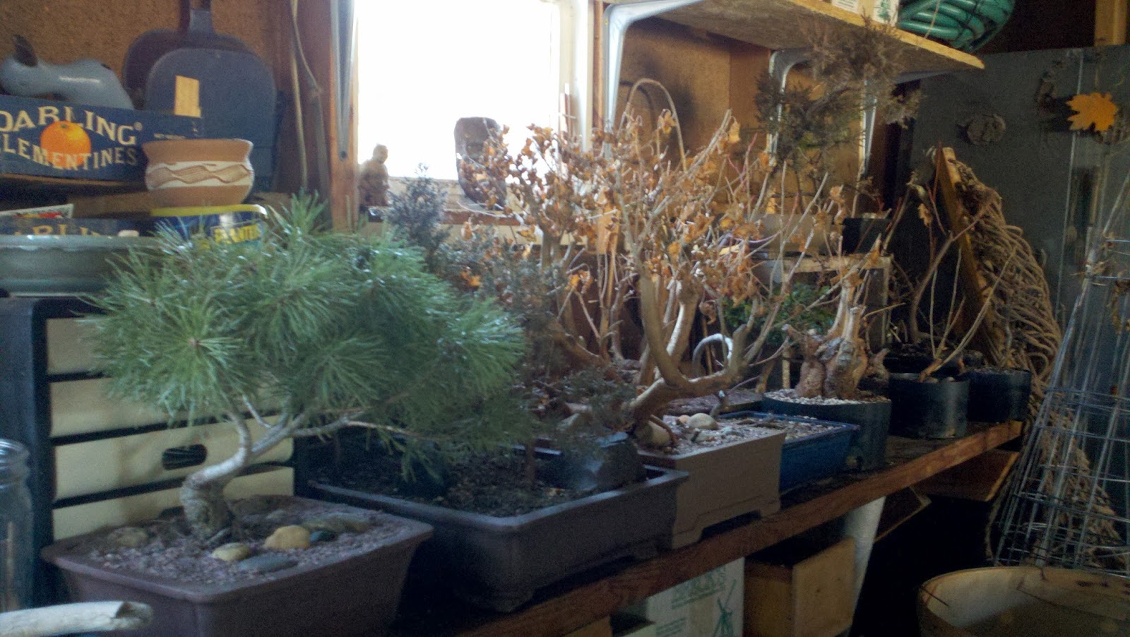 Sleepy Trees — JJJaspersen Studios