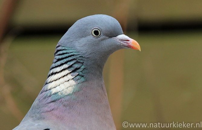 De Houtduiven zijn in lentestemming