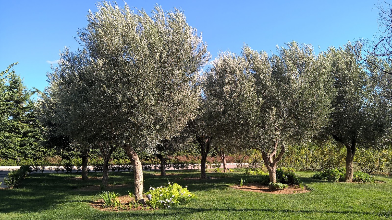 ΦΥΤΩΡΙΑ ΔΕΛΤΑ NURSERIES DELTA TREES LTD: Μεσόγειος της Ελιάς ...