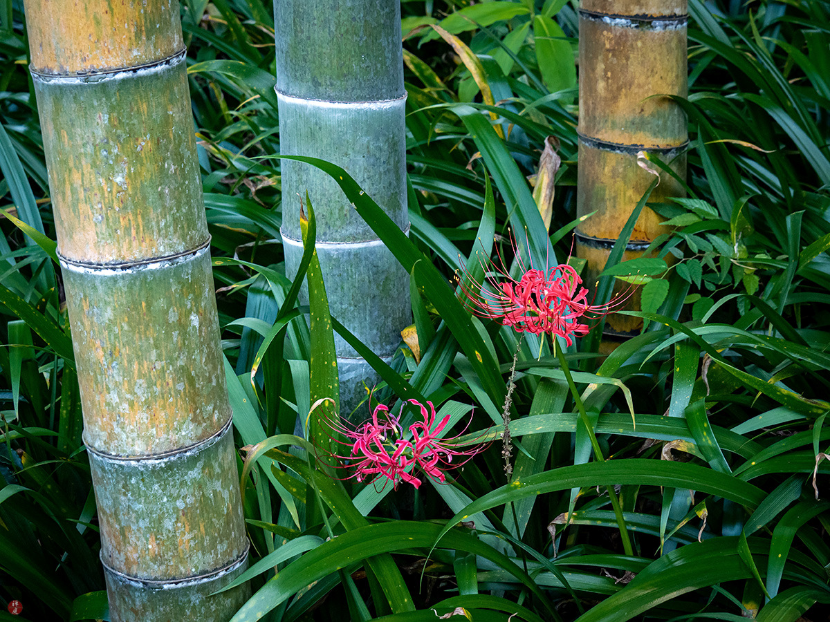FROM THE GARDEN OF ZEN: Higan-bana (Lycoris radiata) flowers: Eisho-ji