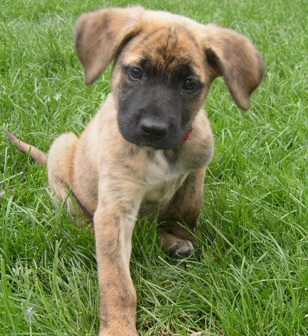 Big German Shepherds: German Shepherd And Boxer Mix