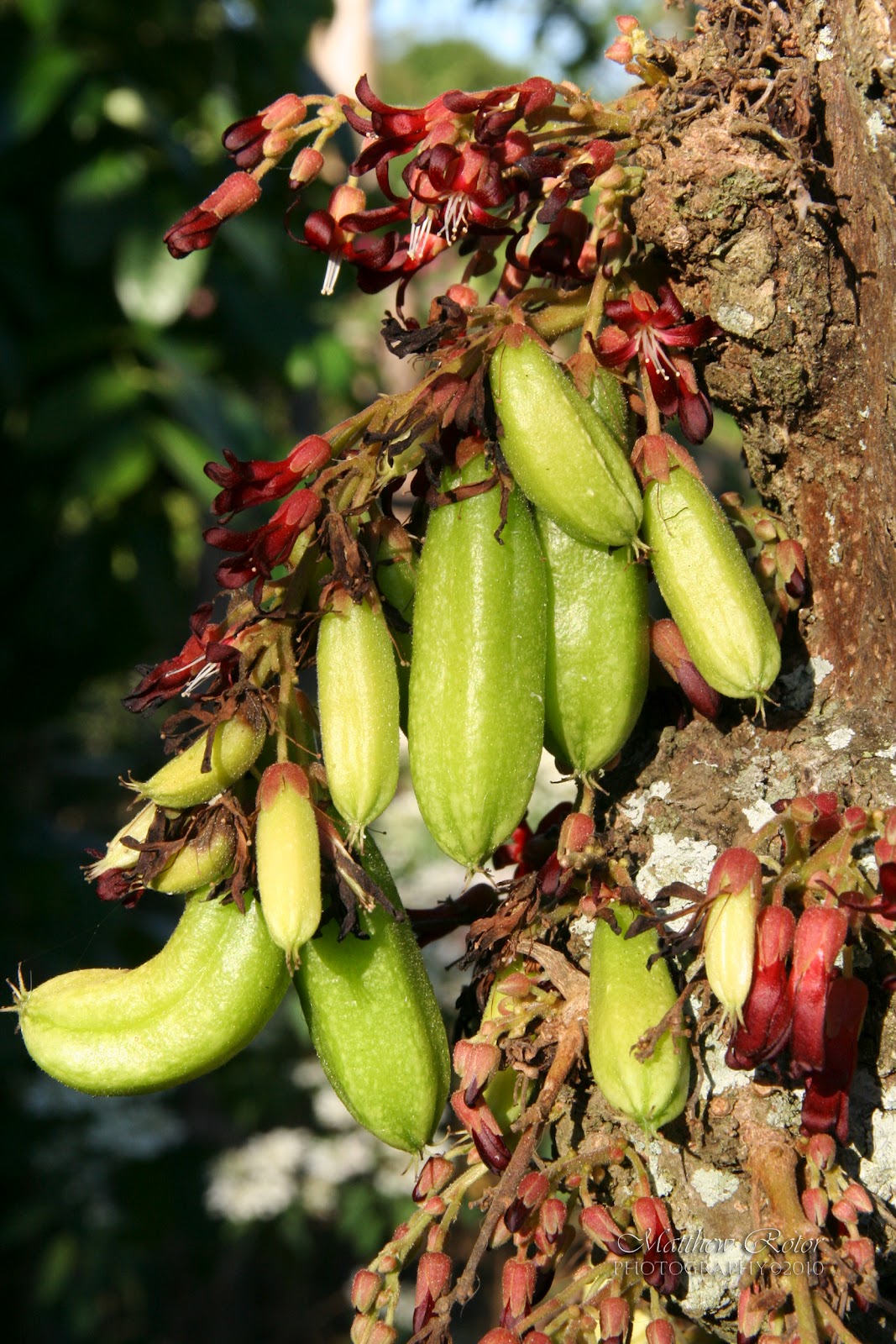 Living with Nature - School on Blog by Dr. Abercio V. Rotor ...