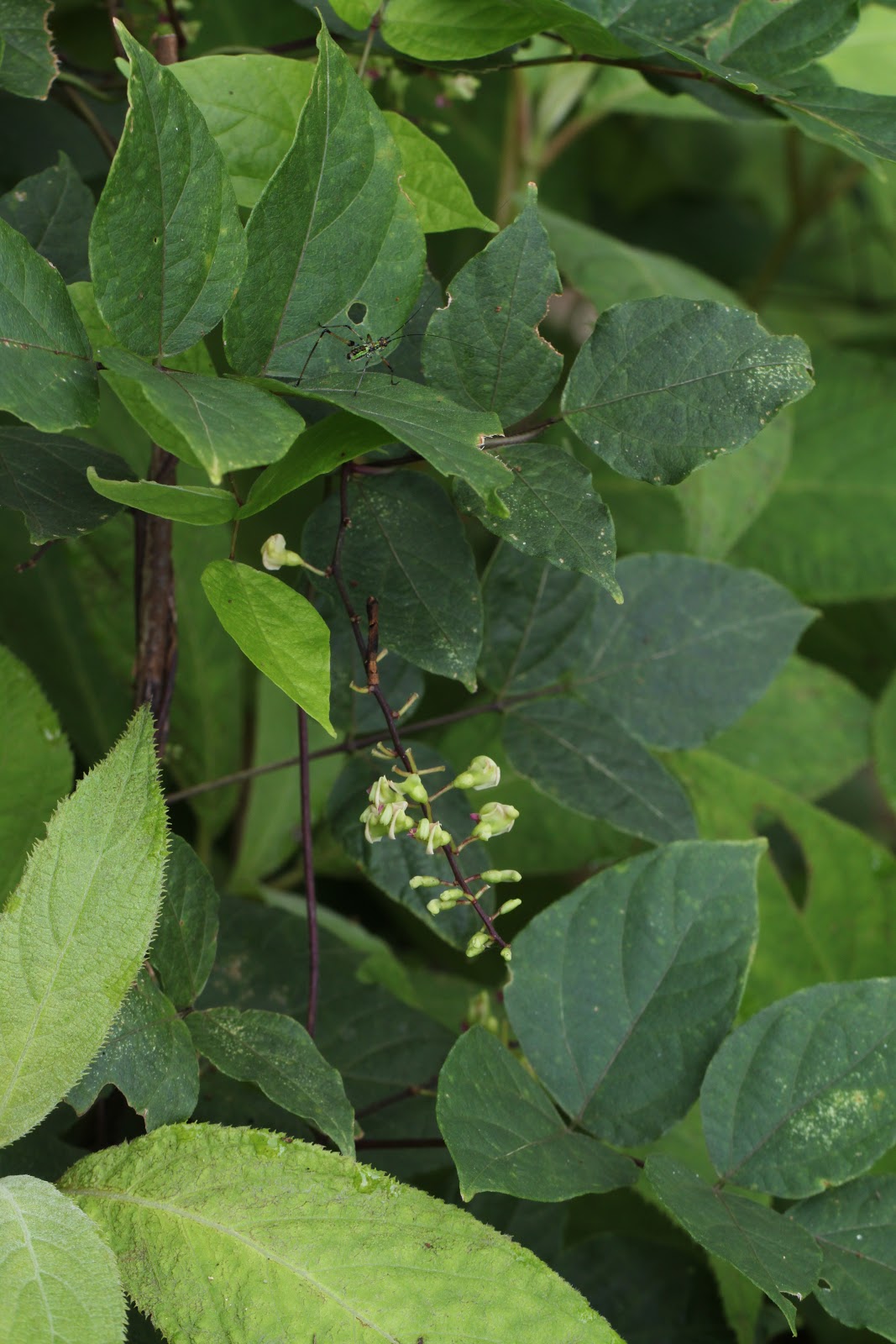 誰かの植物記: Apios fortunei ホドイモ