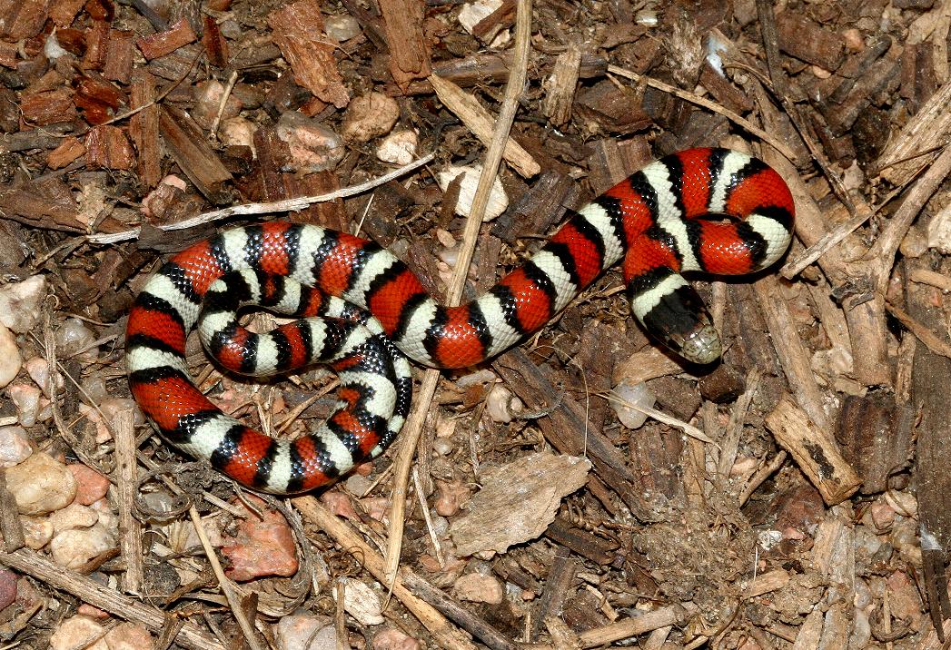 Milk Snake - True Wildlife Creatures