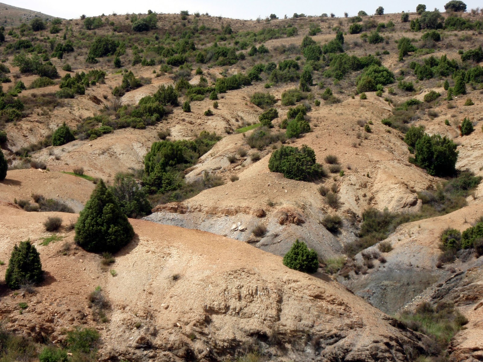 El bosque esclerófilo mediterráneo. Sierra del Peco (Zaragoza)