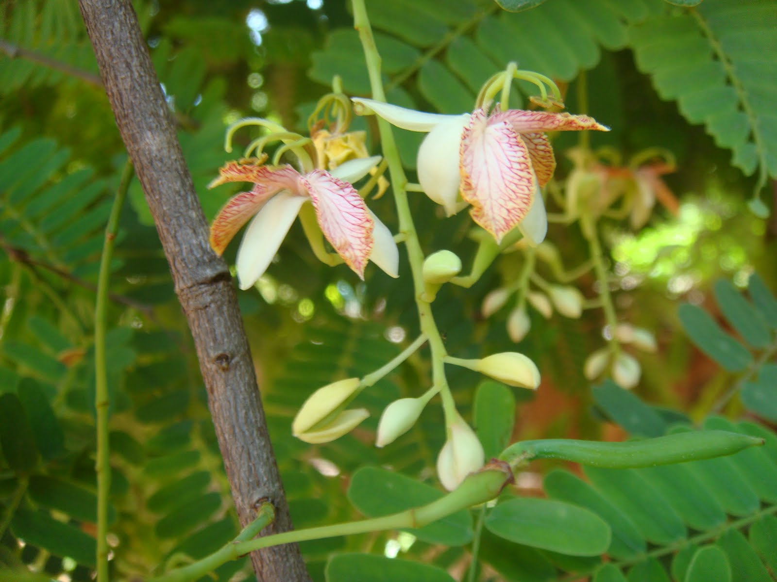 Natural, Scientific and Medical Wonders: Sweetish sour wonder in ...