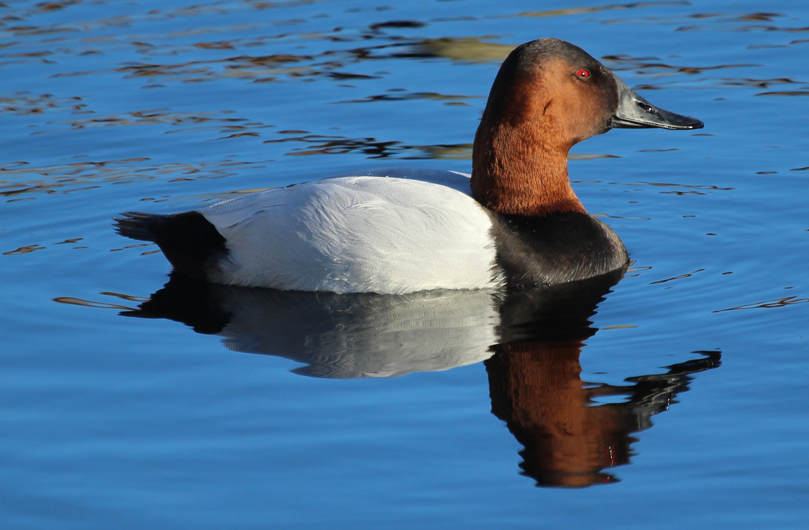 Beth's Blog: Canvasback and Friends -- the Last of the Canvasback